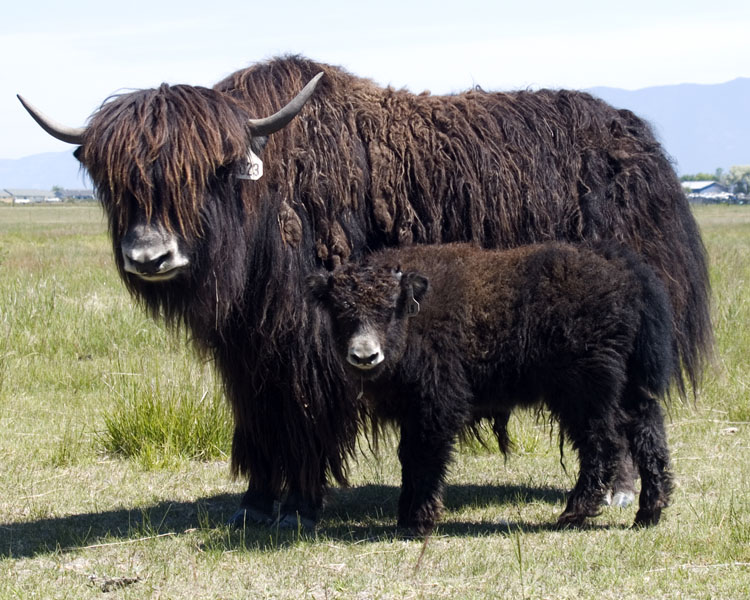 Tibetan Yak Yak Breeding Stock Yak For Sale Tibetan Yak Yak Breeding Stock Yak For Sale